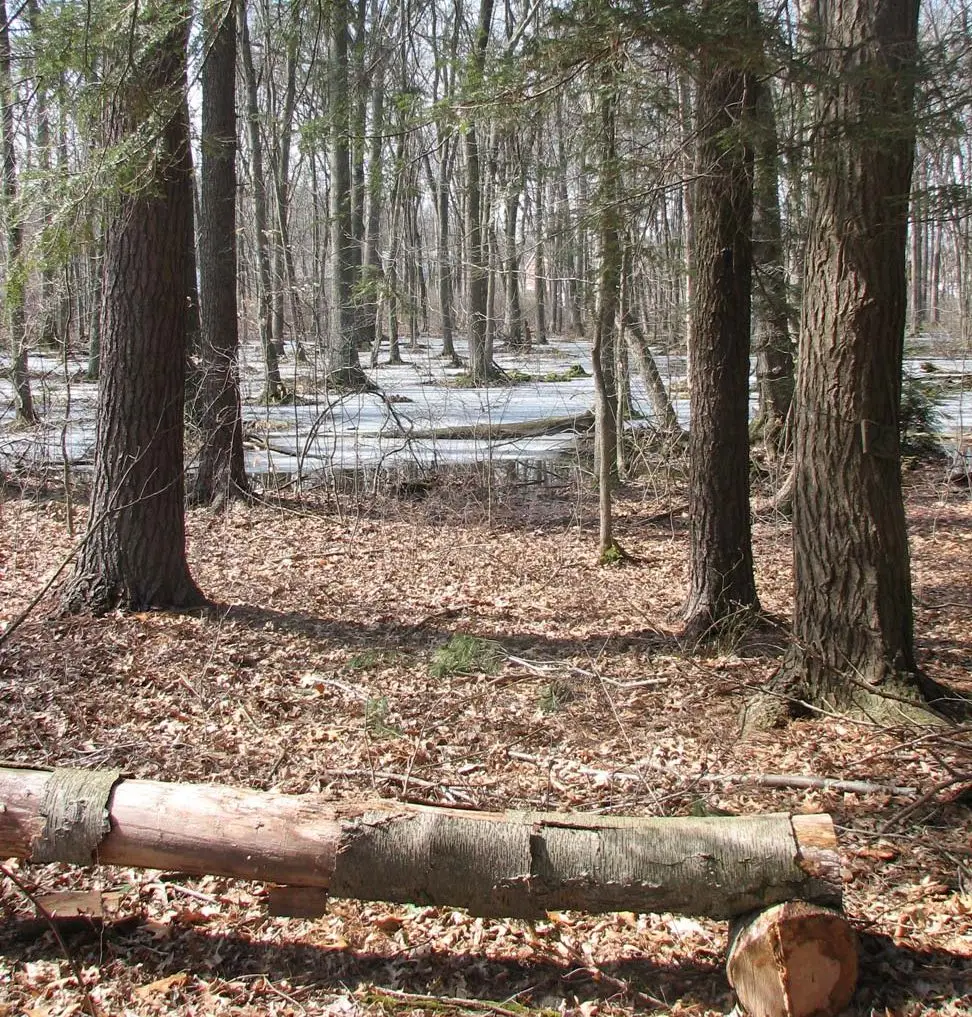 Greg’s Woods - Central Pennsylvania Conservancy