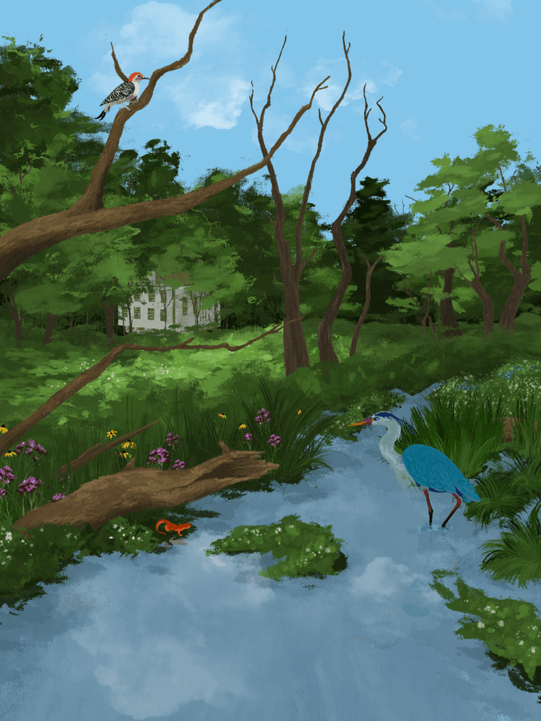 Celebration of the Letort Prints Available - Central Pennsylvania Conservancy